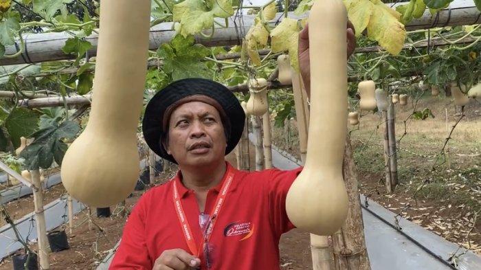 43 Km dari Kota Semarang, Ada Perkebunan Labu Butternut, Bentuk Mirip ...