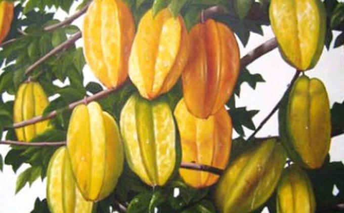 Sketsa Pohon Belimbing