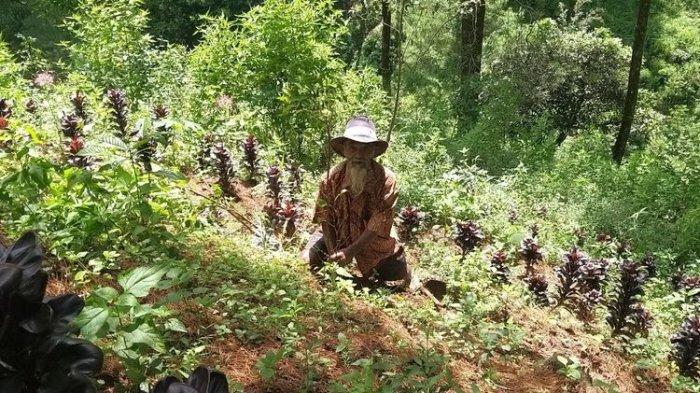 Profil Mbah Sadiman Pahlawan Penghijauan Asal Wonogiri - Tribunjateng.com