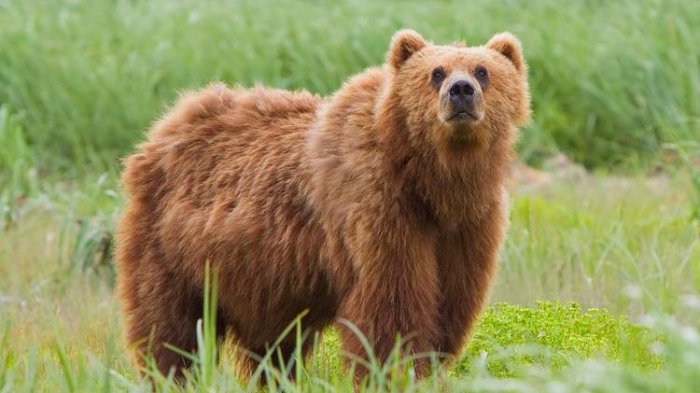 Dongeng Anak Sebelum Tidur Kisah Beruang, Ikan dan Rubah - Tribunjateng.com