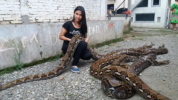Ini Tips dari BPBD Agar Bisa Lepas dari Lilitan Ular Piton yang ...