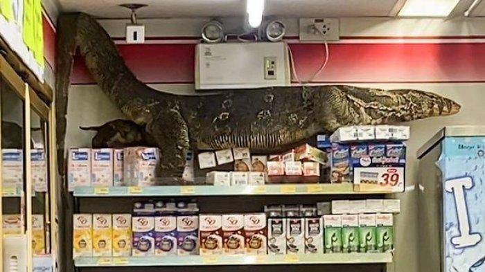 Biawak Raksasa Tiba-Tiba Masuk Minimarket Panjat Rak Makanan, Pegawai ...