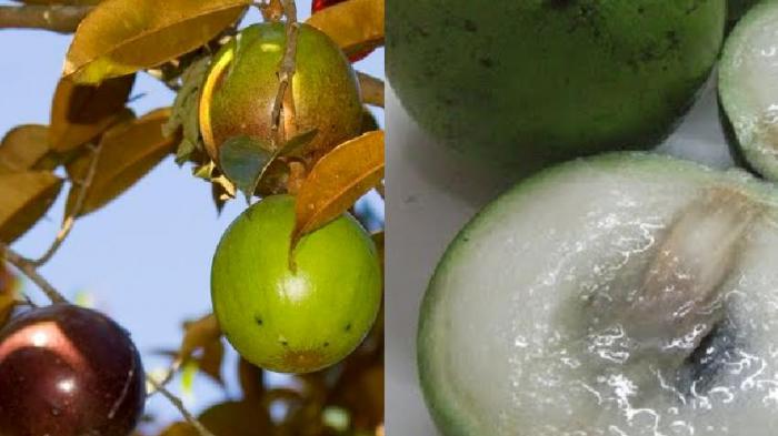 Pernah Dengar Buah Kenitu? Ini Dia Khasiatnya - Tribunjateng.com