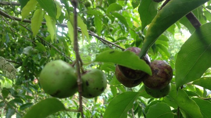 Kebun Buah di Gunungpati Semarang Terdapat Buah-Buahan dari Lima Benua ...