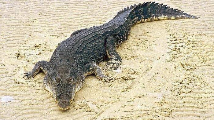 Kecepatan Lari Buaya Sama dengan Manusia di Daratan, Tapi Ada ...