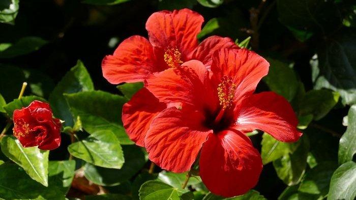 Ramuan Daun Bunga Sepatu Ampuh Obati Flu dan Pilek, Begini Cara ...