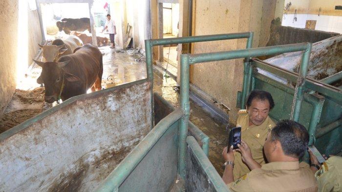 Intip Proses Pemotongan Hewan di RPH Banjarnegara, Sapi Ditembak Bius ...