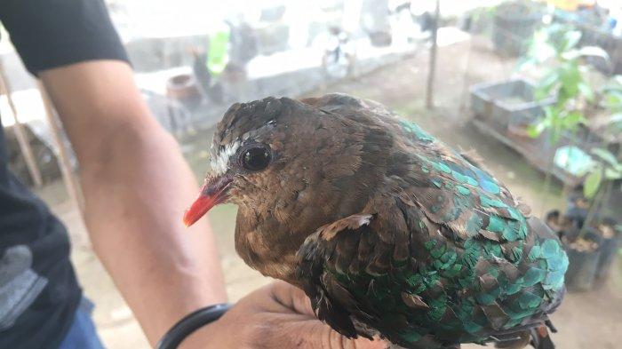 Potret Burung Derkuku Emerald Dove, Warnanya Eksotis, Belum Banyak ...