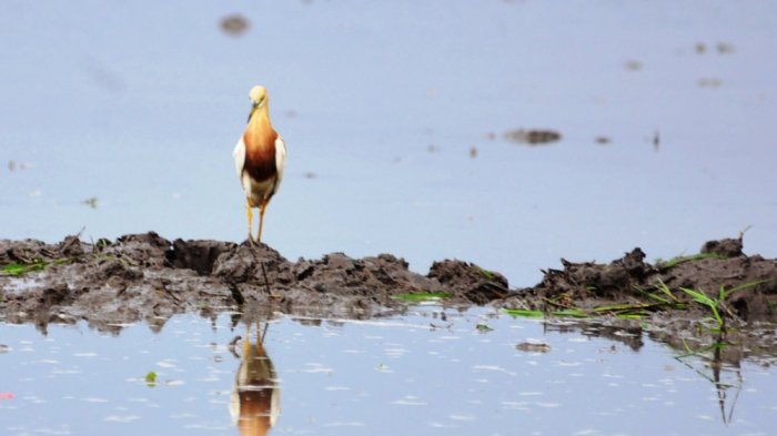 Inilah Burung-burung Air yang Ada di Rawa Pening, Hasil Sensus Terbaru ...