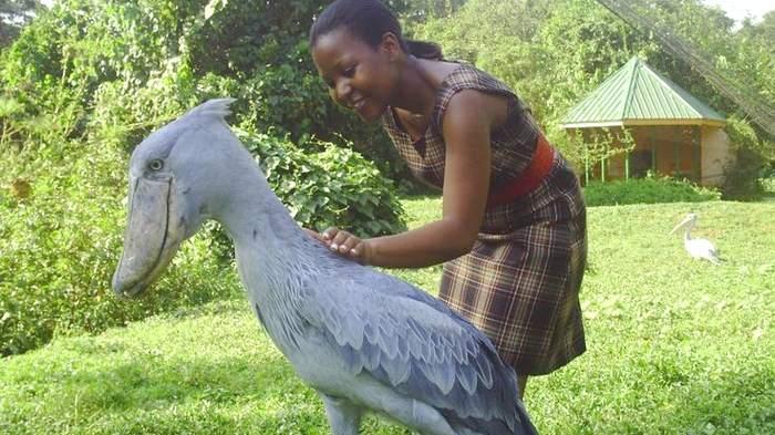 Tempat Tinggalnya Jadi Objek Kunjungan Wisatawan, Burung Bangau Raksasa ...