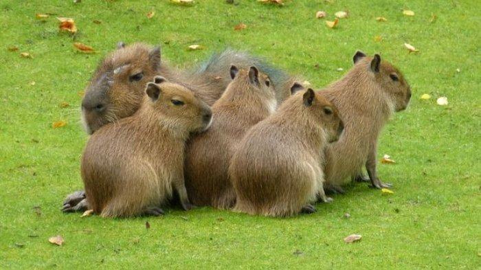 Apa Itu Capybara? Hewan Mirip Berang-berang yang Viral Jadi Meme Masbro, Bikin Jerome Polin ...