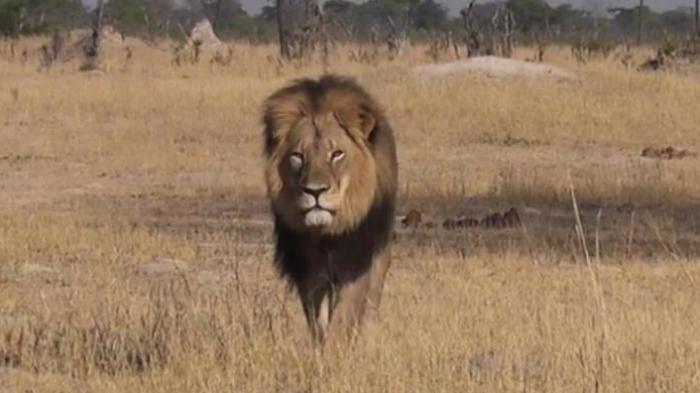 Dongeng Anak Sebelum Tidur, Sayembara Menyembuhkan Raja Singa ...