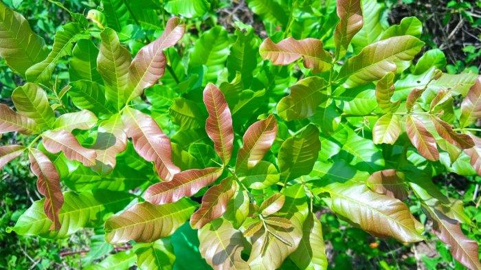 Kesambi, Pohon Kaya Manfaat untuk Pewarna Alami Hingga Minyak Rambut ...