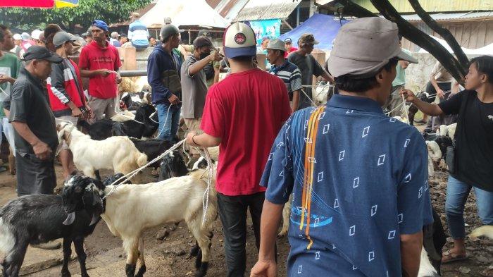 Dinpertan Purbalingga Pastikan Stok Hewan Kurban Aman - Tribunjateng.com