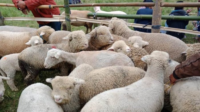 Populasi Domba Batur Banjarnegara Menyusut hingga 50 Persen, Terancam ...