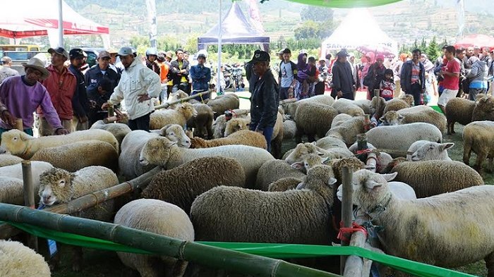 Jaga Populasi, 250 Domba Batur Dilombakan dalam Festival Domba Batur ...