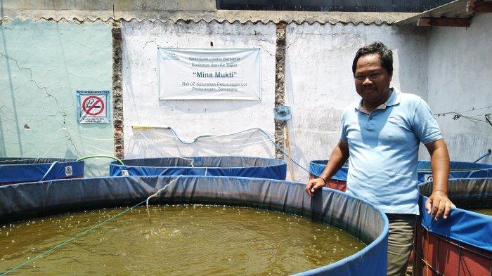 Budidaya Ikan Air Tawar Ala Eko Riyanto, Hilangkan Bau Amis Lele dengan ...