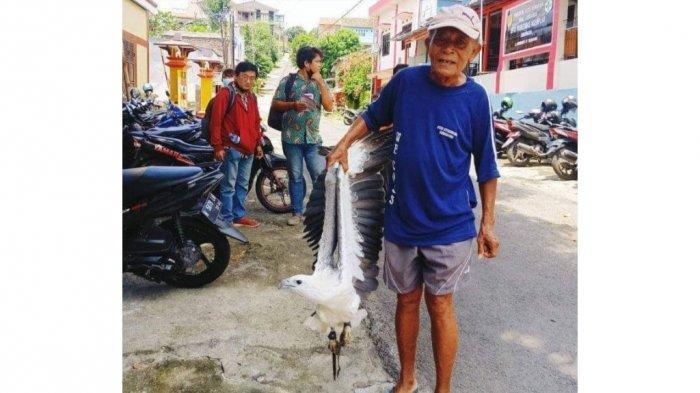 Temuan Elang Laut Putih Sakit Jatuh di Semarang, Sebaran Biasanya di ...