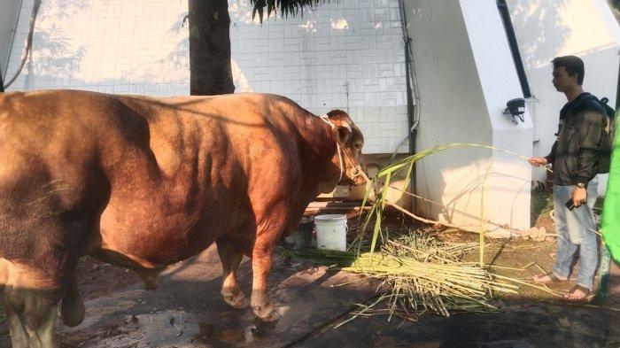 Penampakan Sapi Limosin Kurban Presiden Jokowi, Bobot 1 Ton, Disembelih di Simpang Lima Semarang ...