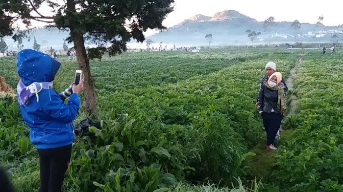 Fenomena Embun Es Dieng, Bagaimana Perasaan Petani Melihat Tanaman ...