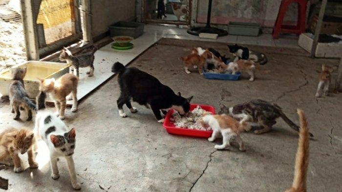 Cerita Martono Street Feeding Beri Makan Kucing Jalanan di Semarang, Musim Hujan Bukan Halangan ...