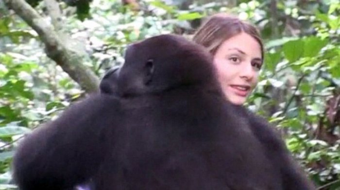 Gadis Ini Pernah Tumbuh Bersama Gorila, Lihat Pertemuan Mengharukan Mereka Setelah 12 Tahun ...