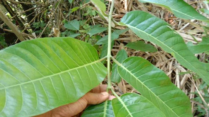 Gambir, Tumbuhan Bermanfaat untuk Obat Sakit Gigi Hingga Antiobesitas ...
