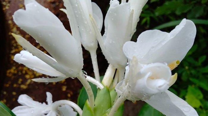 Tumbuhan Gandasuli Efektif Untuk Anti Bakteri - Tribunjateng.com