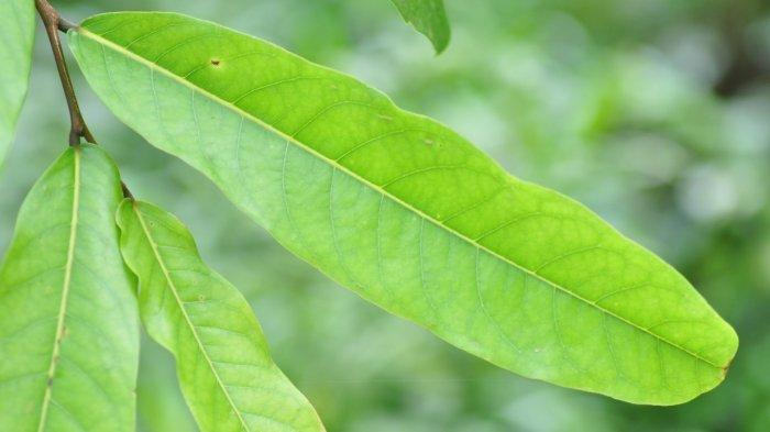 Gayam, Pohonnya Penuh Manfaat, Bijinya juga Enak - Tribunjateng.com