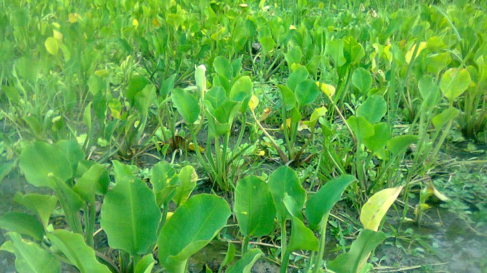 Ini Manfaat Genjer bagi Kesehatan, Menguatkan Tulang, Mencegah Kanker ...