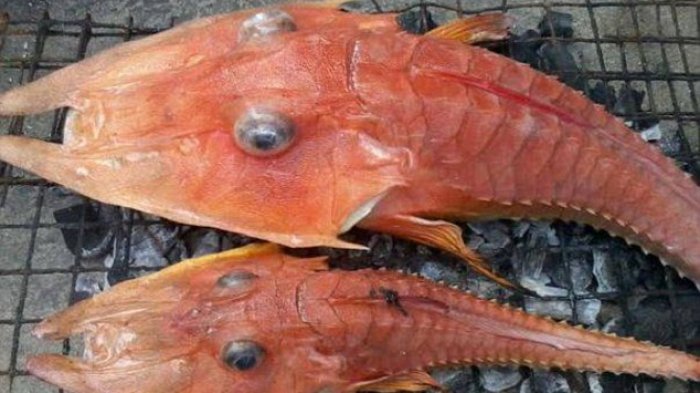 Ikan Aneh Ini Bikin Nelayan Ketakutan dan Bingung - Tribunjateng.com