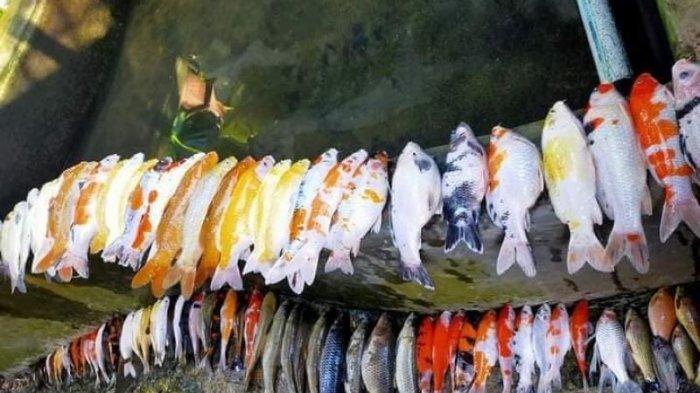 Viral 105 Ikan Hias Mahal Mati Karena Pemilik Lupa Colok Pompa Air ...