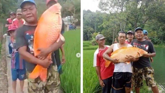 Fakta Ikan Mas Raksasa, Sering Dikaitkan dengan Mitos Danau Toba ...