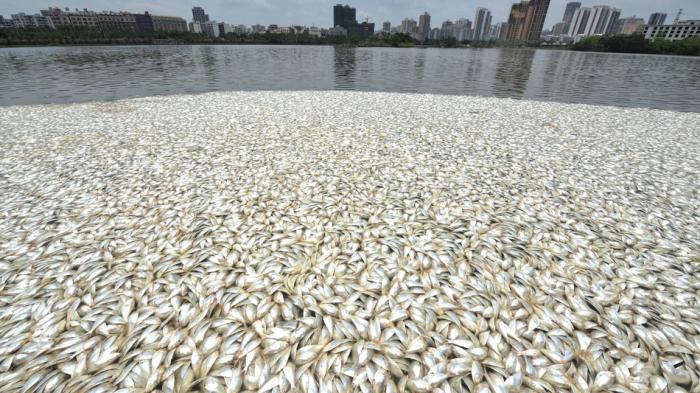 Masih Jadi Misteri, 35 Ton Ikan Mati Mendadak di Kota Ini ...