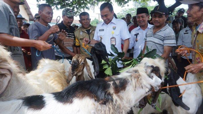Digagas, Pasar Hewan Limpung Jadi Ikon Komoditas Ternak Kabupaten ...
