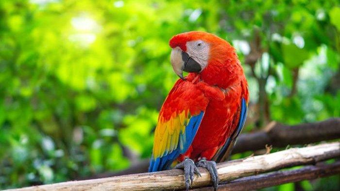 Dongeng Fabel Anak Kenapa Burung Beo Bisa Menirukan Suara ...