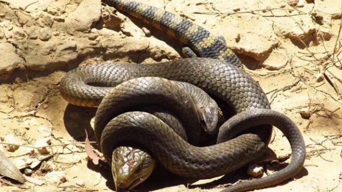 Bacaan Doa Melihat Ular Agar Terhindar dari Bahaya - Tribunjateng.com