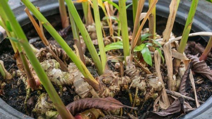 Tips dan Cara Menanam Jahe Sendiri di Rumah, Bisa Jadi Ide Usaha ...