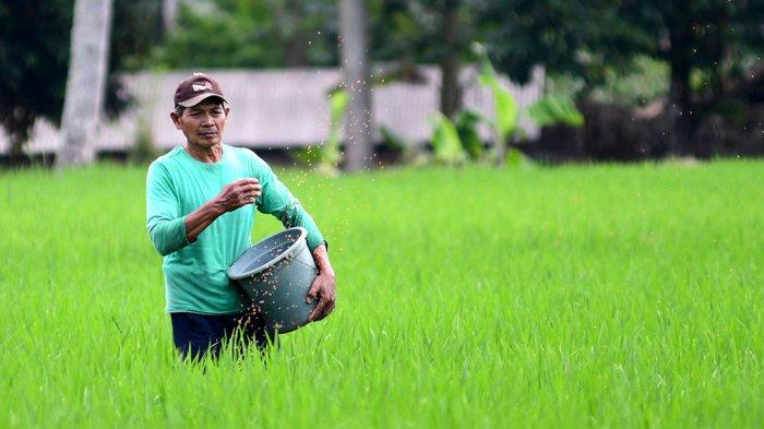 5 Manfaat Ikut Program Petani Milenial, Gaji Rp 10 Juta Per Bulan Hingga Disediakan Modal ...