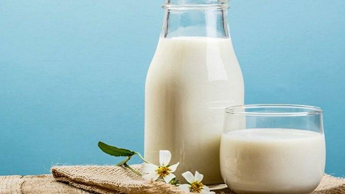 Mengenal Susu Ikan Kaya Protein , Bahan Alternatif Program Susu Gratis ...