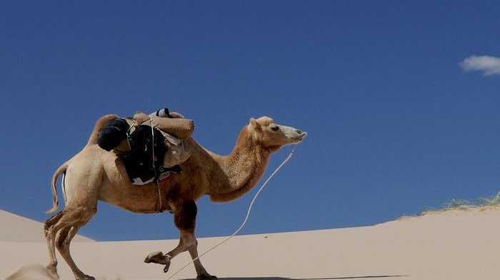 Arti Mimpi Unta: Warna Putih Bawa Kabar Baik, Bisa Jadi Anda Akan Bapat ...