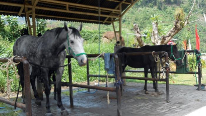 Ingin Belajar Berkuda? Datang saja ke Santosa Stable di Boja Kendal ...