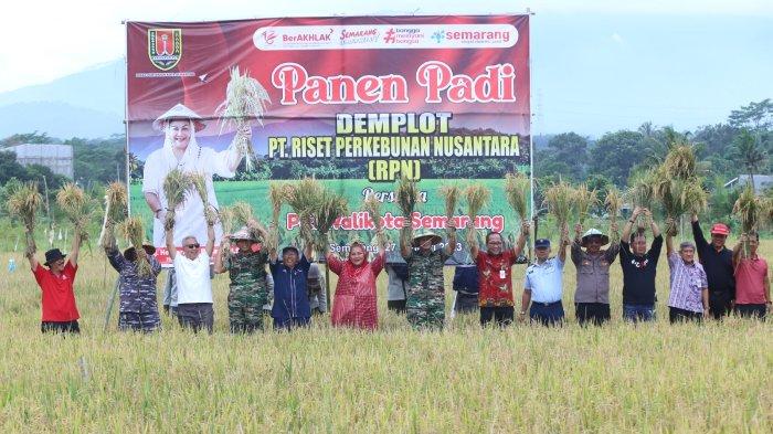 Gandeng Lembaga Riset, Pemkot Semarang Tingkatkan Hasil Panen Padi ...