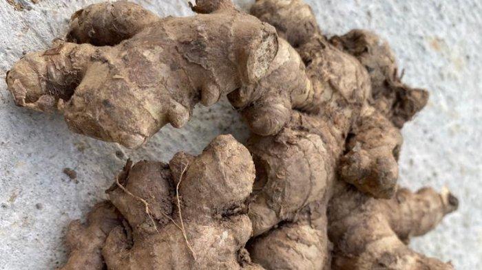 Wajib Tahu! Ini Kandungan Jahe Berikut Manfaatnya bagi Kesehatan ...