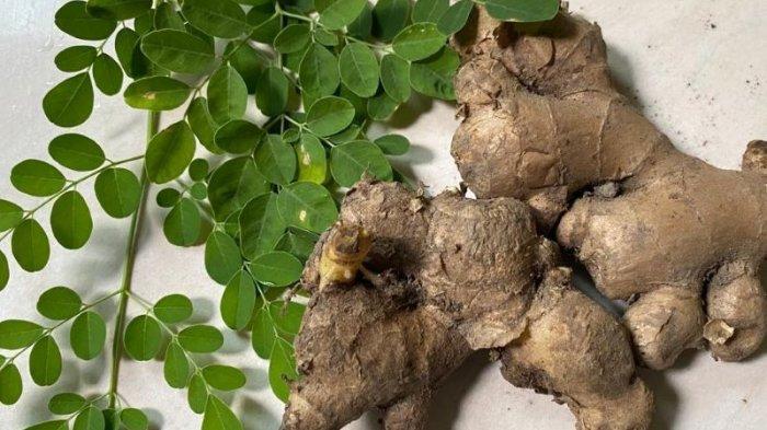 5 Khasiat Air Rebusan Jahe dan Daun Kelor, Begini Cara Membuatnya ...