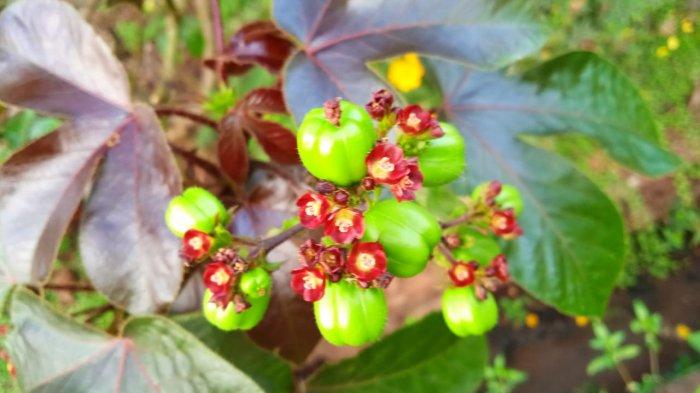 Tanaman Jarak Merah, Si Cantik Kaya Manfaat: Sembuhkan Sembelit Hingga ...