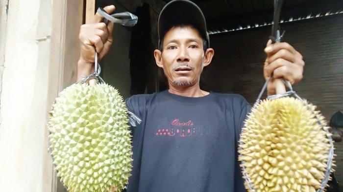 Inilah Durian Lokal Asal Desa Menawan Kudus, Rasa Manis Ada Pahitnya Sedikit, Harga Mulai Rp 25 ...