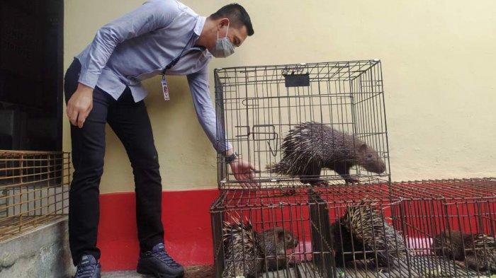 Jual Landak Jawa Untuk Dikonsumsi Seharga Rp 100 Ribu, Pemuda Ini ...