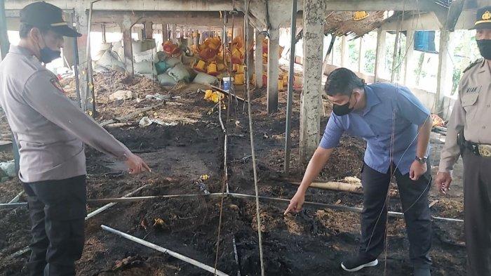Ribuan Anak Ayam Mati Terbakar Hidup-hidup dalam Kandang, Penyebabnya ...