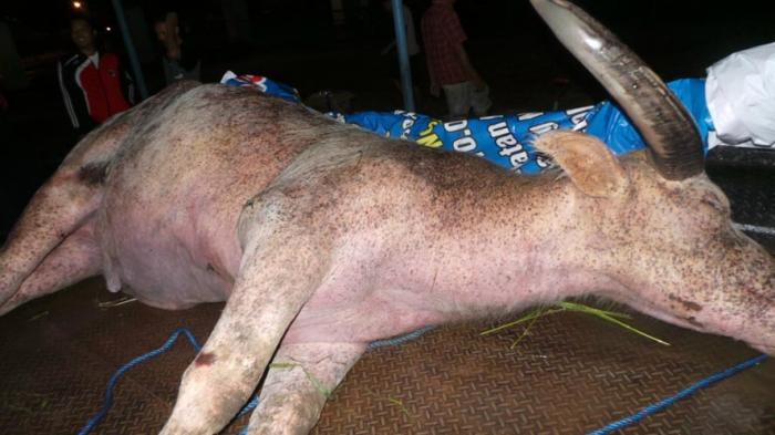 Kebo Trah Kyai Slamet Keraton Solo Dimakamkan dan Didoakan ...